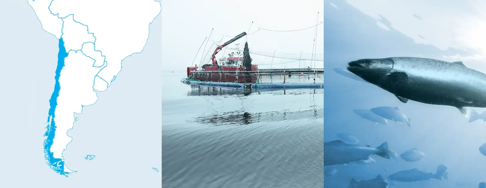 Las 5 preguntas más consultadas en Chile acerca del krill